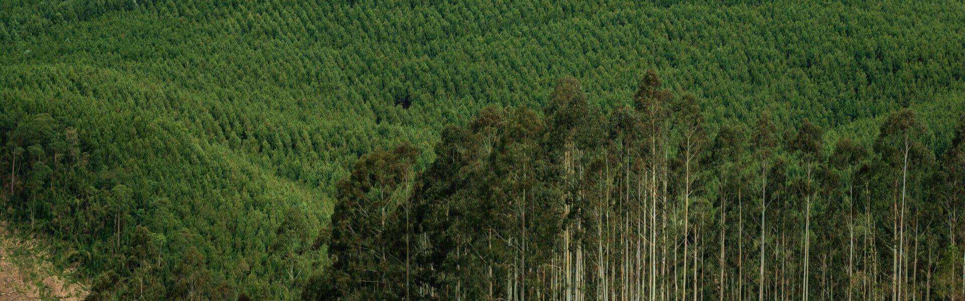 Planejamento E Produção Florestal - Remasa Reflorestadora